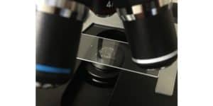 How to Measure the Size of a Specimen Under the Microscope – Microscope ...