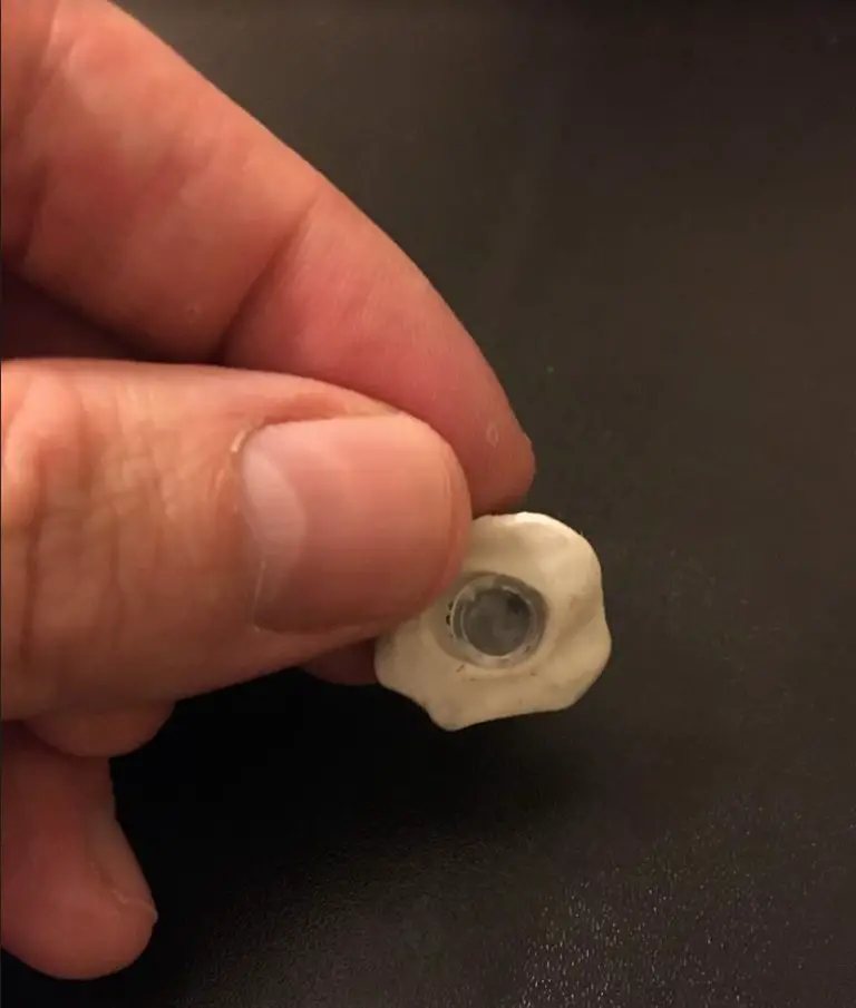 How to Make an iPhone Microscope – Microscope Clarity