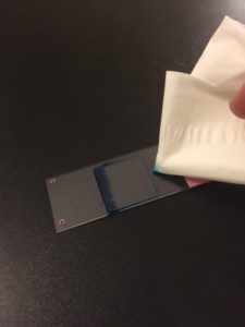 Microscope Slide Staining: What Is It and How to Do It – Microscope Clarity