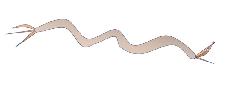 What Are Spirilla Bacteria? – Microscope Clarity