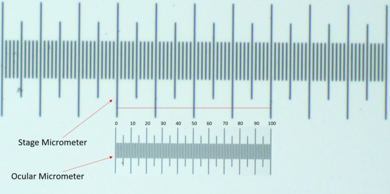How to Measure the Size of a Specimen Under the Microscope – Microscope ...