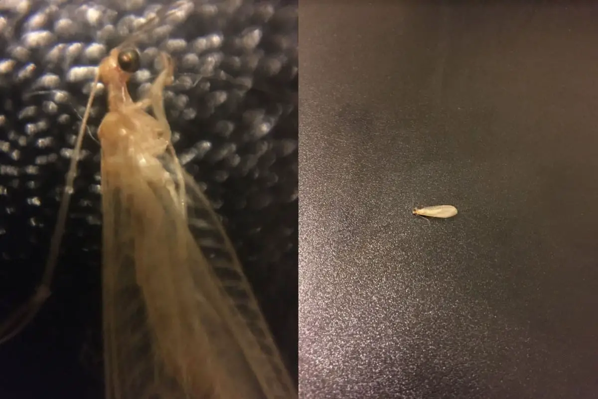 How to Make an iPhone Microscope – Microscope Clarity