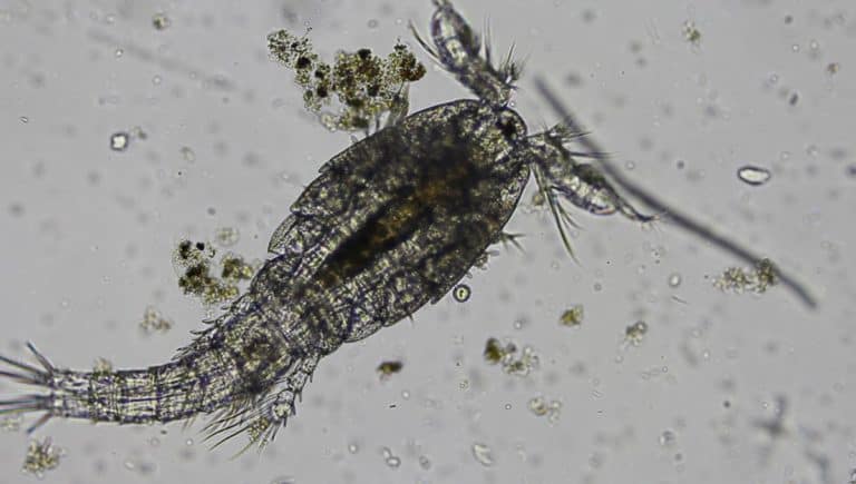 What are Copepods? (Copepods Under a Microscope) – Microscope Clarity