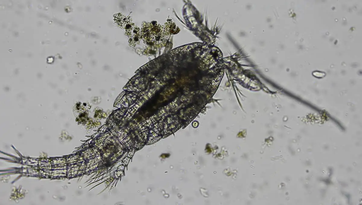 What are Copepods? (Copepods Under a Microscope) – Microscope Clarity