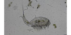 What are Copepods? (Copepods Under a Microscope) – Microscope Clarity