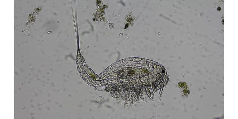 What are Copepods? (Copepods Under a Microscope) – Microscope Clarity