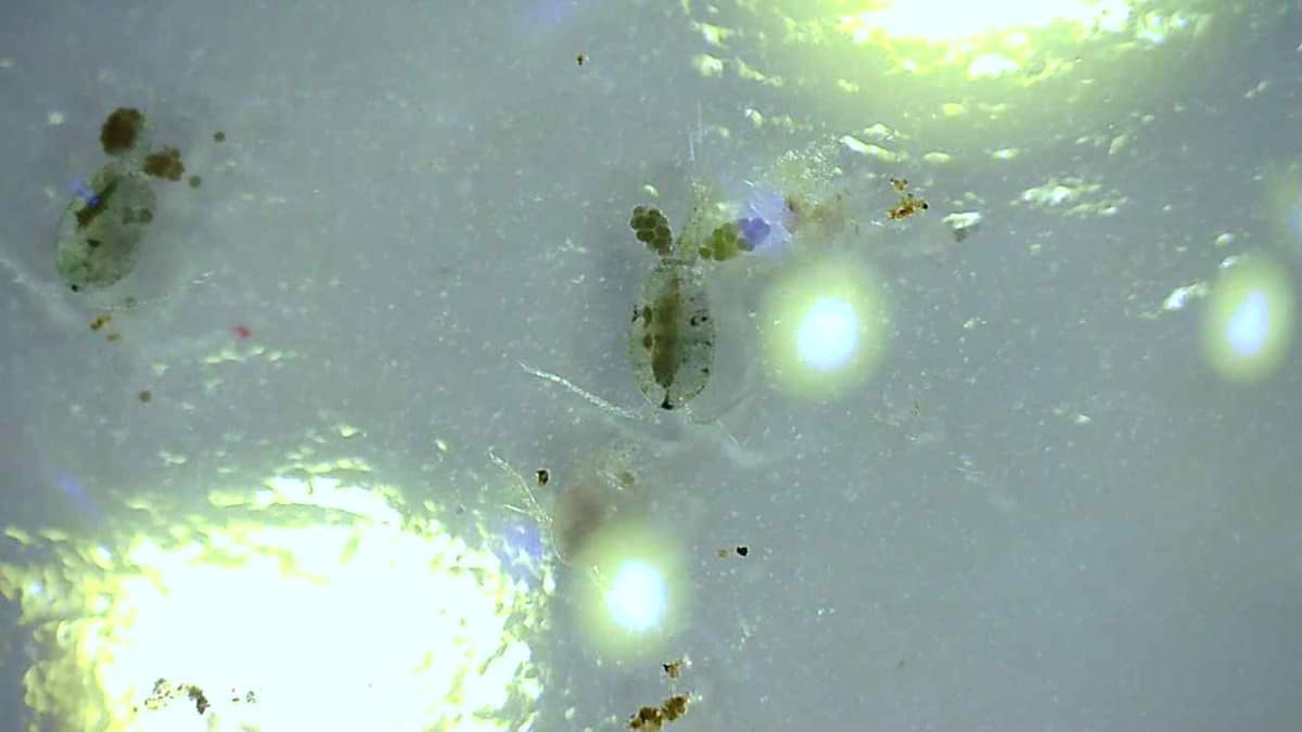 What are Copepods? (Copepods Under a Microscope) – Microscope Clarity