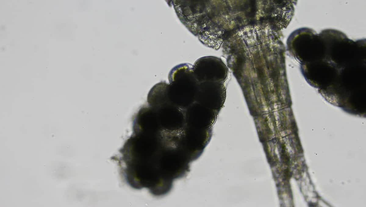 What are Copepods? (Copepods Under a Microscope) – Microscope Clarity