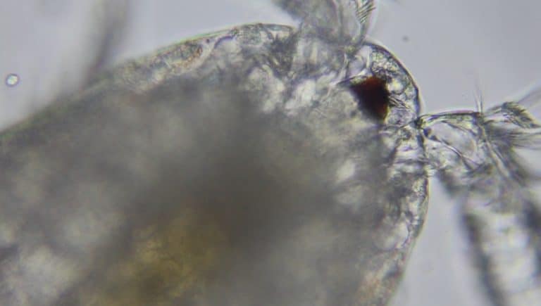 What are Copepods? (Copepods Under a Microscope) – Microscope Clarity