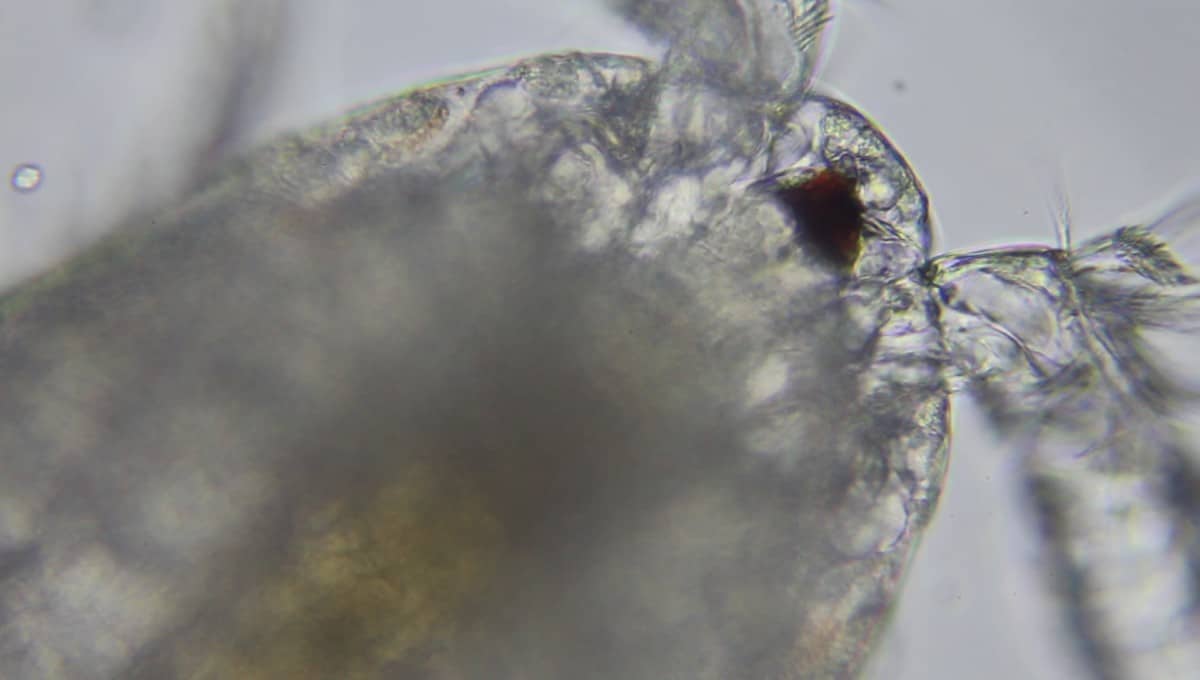 What are Copepods? (Copepods Under a Microscope) – Microscope Clarity