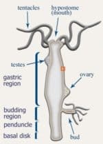 What is Hydra? (Microorganism) – Microscope Clarity