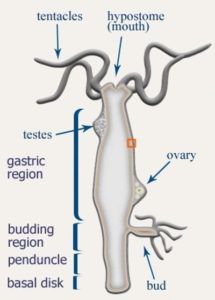 What is Hydra? (Microorganism) – Microscope Clarity