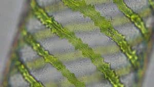 What is Spirogyra? (Characteristics, Classification, and Structure ...