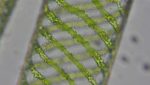 What is Spirogyra? (Characteristics, Classification, and Structure ...