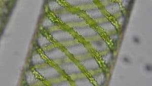 What is Spirogyra? (Characteristics, Classification, and Structure ...