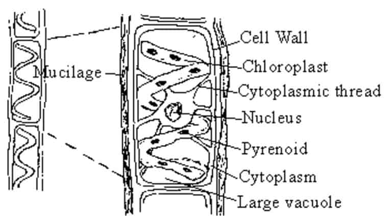 What is Spirogyra? (Characteristics, Classification, and Structure ...