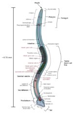 Nematodes: Classification, Structure, and Characteristics – Microscope ...