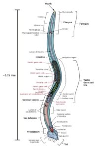 Nematodes: Classification, Structure, and Characteristics – Microscope ...