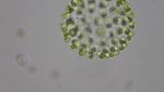What are Volvox? – Microscope Clarity