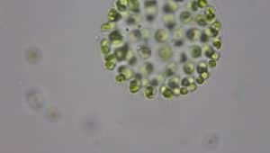 What are Volvox? – Microscope Clarity