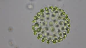 What are Volvox? – Microscope Clarity