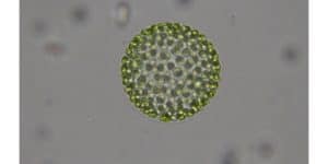 What are Volvox? – Microscope Clarity