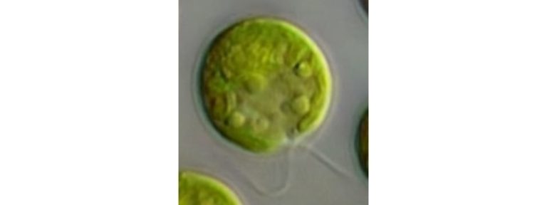 Chlamydomonas: Structure, Classification, and Characteristics ...